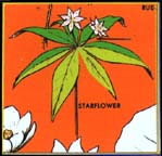 Star-Flower Alchemy - Sarah Fuhro